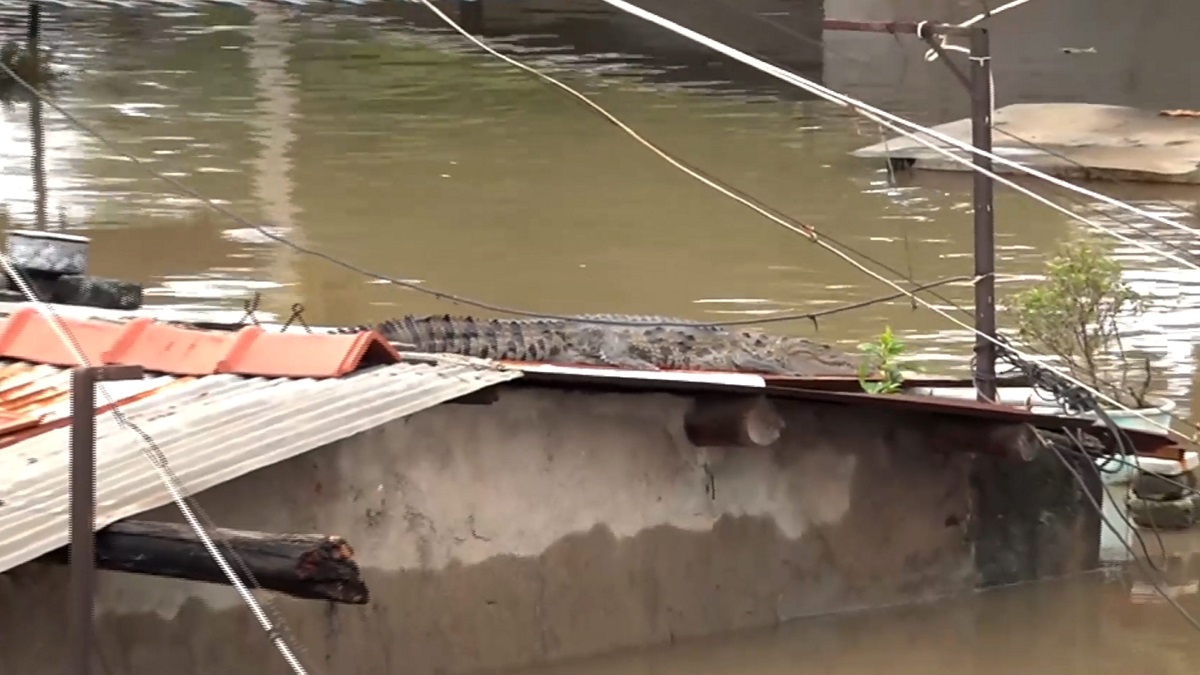 Gujarat rains: Crocodile spotted on roof of house amid heavy rains in Vadodara | Video | Gujarat ...