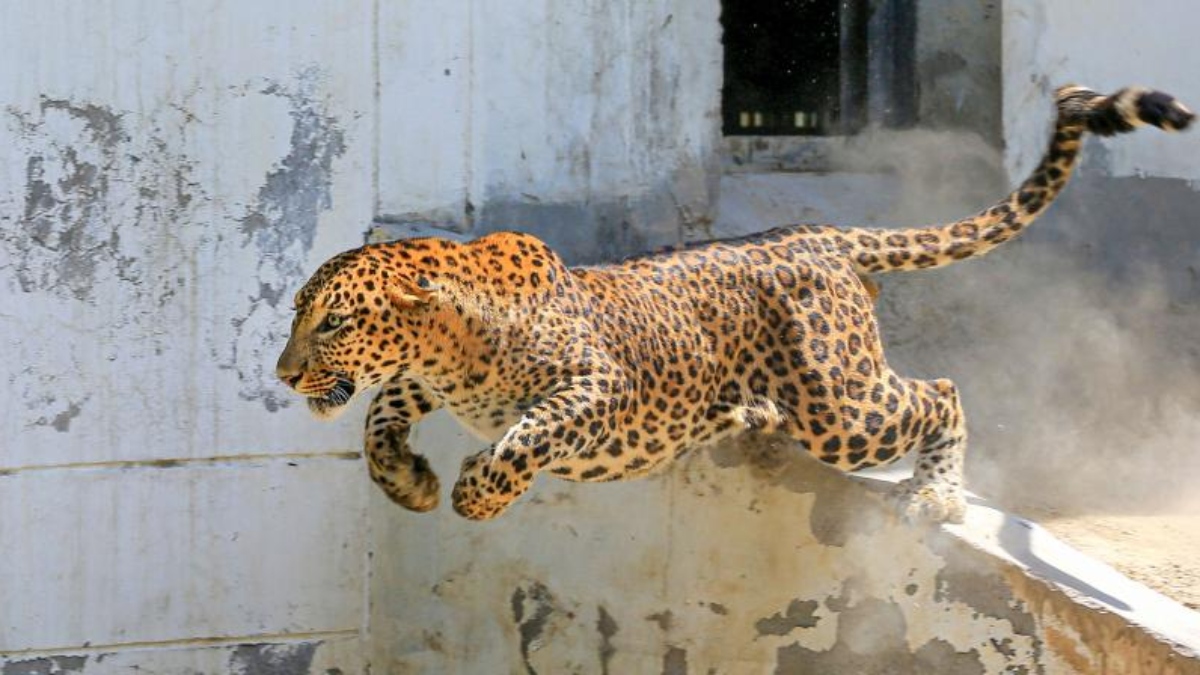 Bengaluru's Electronics city on high alert after early morning Leopard sighting | WATCH ...