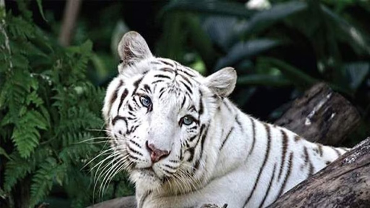 White tigress 'Riddhi' dies in Bhopal's Van Vihar National Park ...