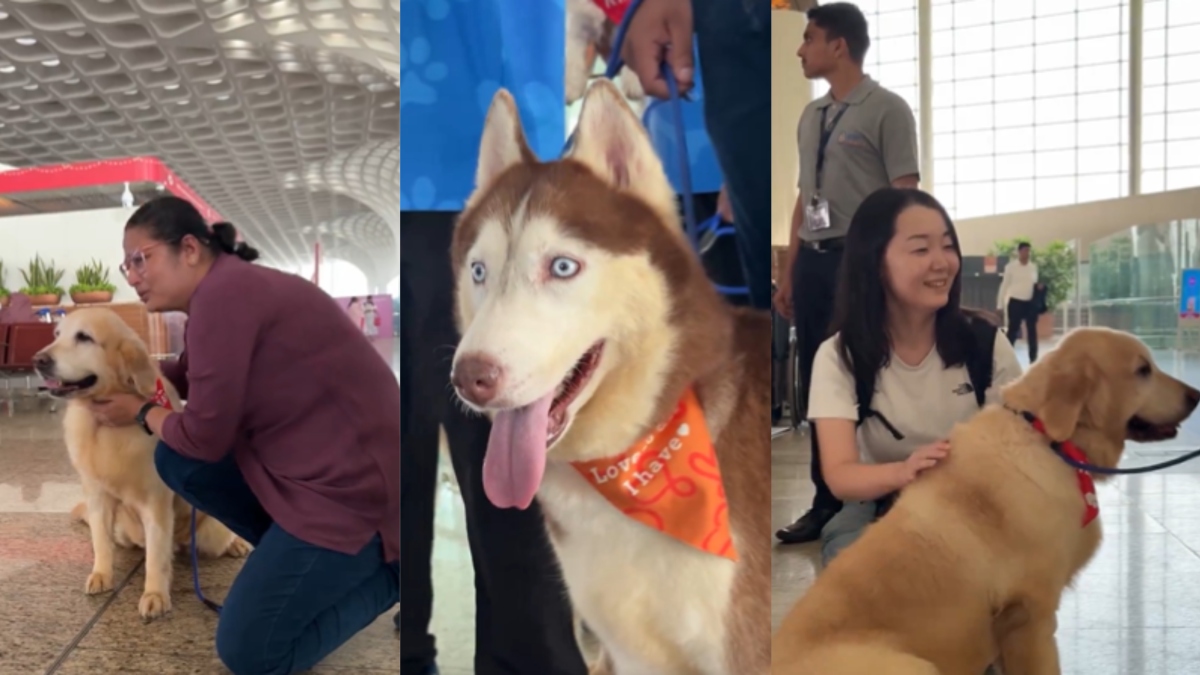 Mumbai Airport brings back 'Pawfect' initiative, nine emotional support dogs to comfort ...