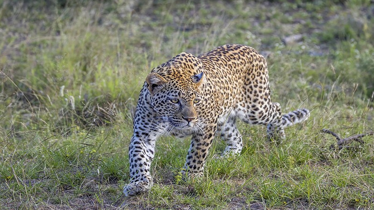 SC dismisses petition challenging order to shoot leopard on sight in ...