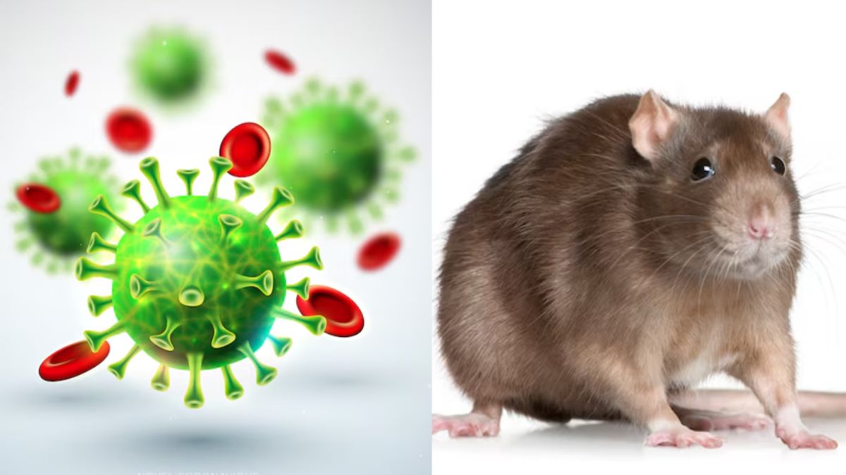 What is Lassa Fever? Know its symptoms, causes, and treatment | Health ...