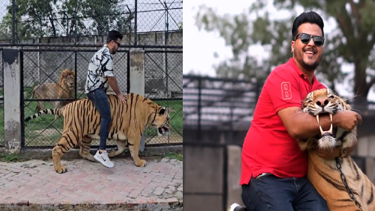 Pakistani social media influencer inserts hand into tiger's mouth ... Pakistani social media influencer inserts hand into tiger's mouth ...
