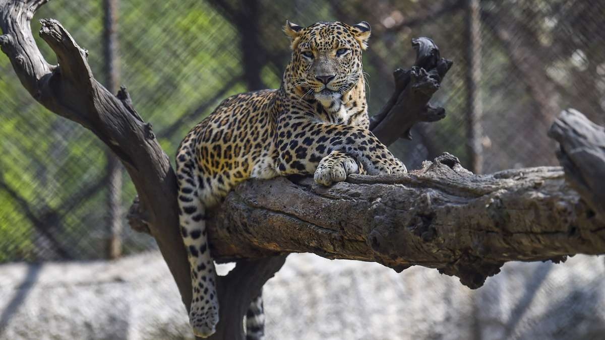 Gujarat: Leopard attack in Gir Somnath leaves one dead, another ...