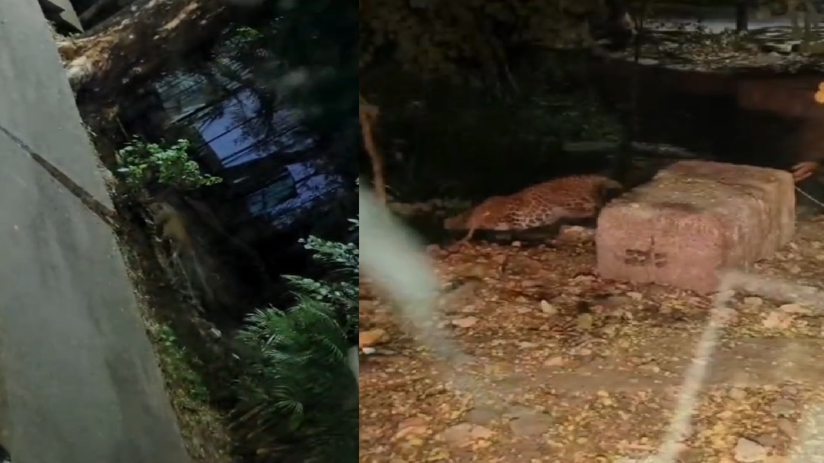 Leopard roams freely inside IIT Bombay campus | Watch | Maharashtra ...