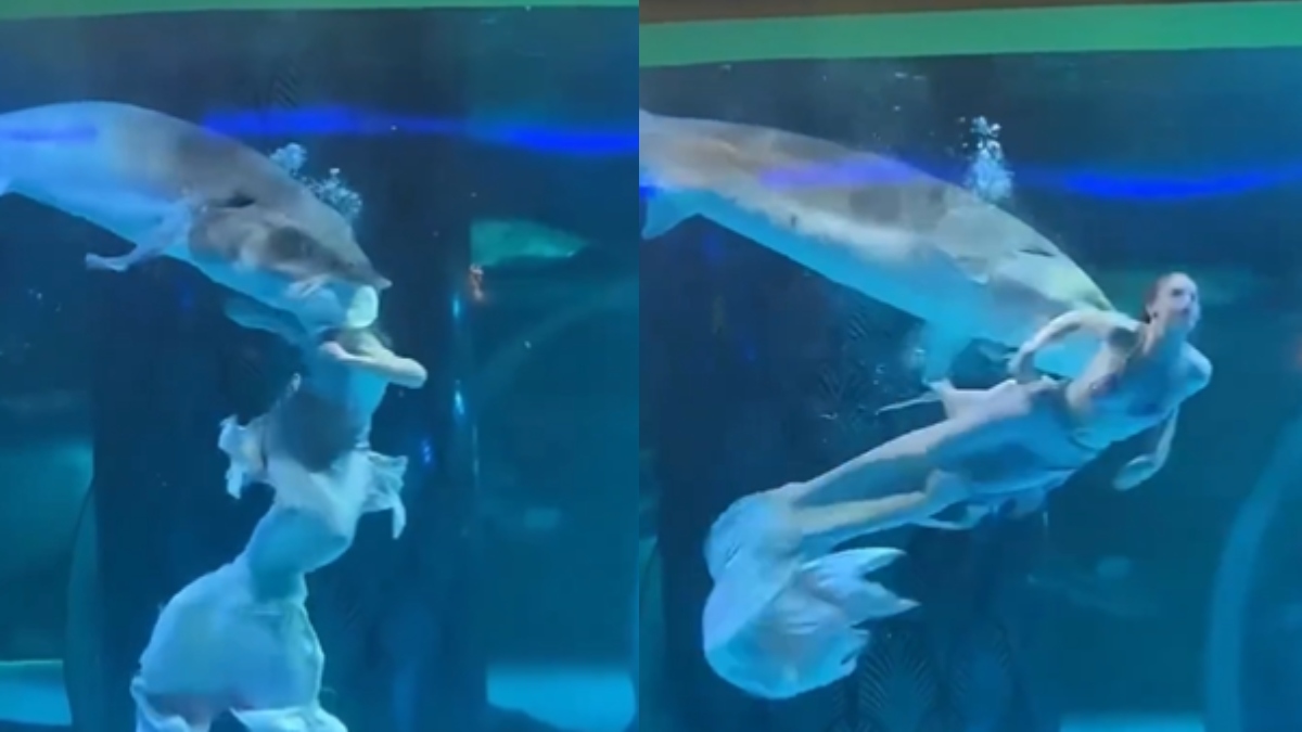 Horrifying video of 'mermaid performer' cleverly managing giant fish's ...