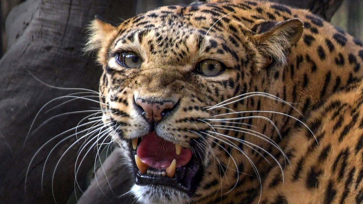 Two leopards spotted in north Bengaluru, forest officials confirm ...