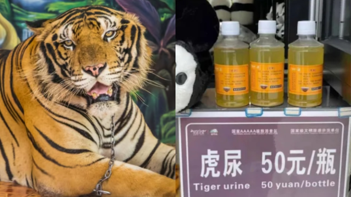 Chinese zoo sells bottled tiger urine for Rs 596, claims it cures ...