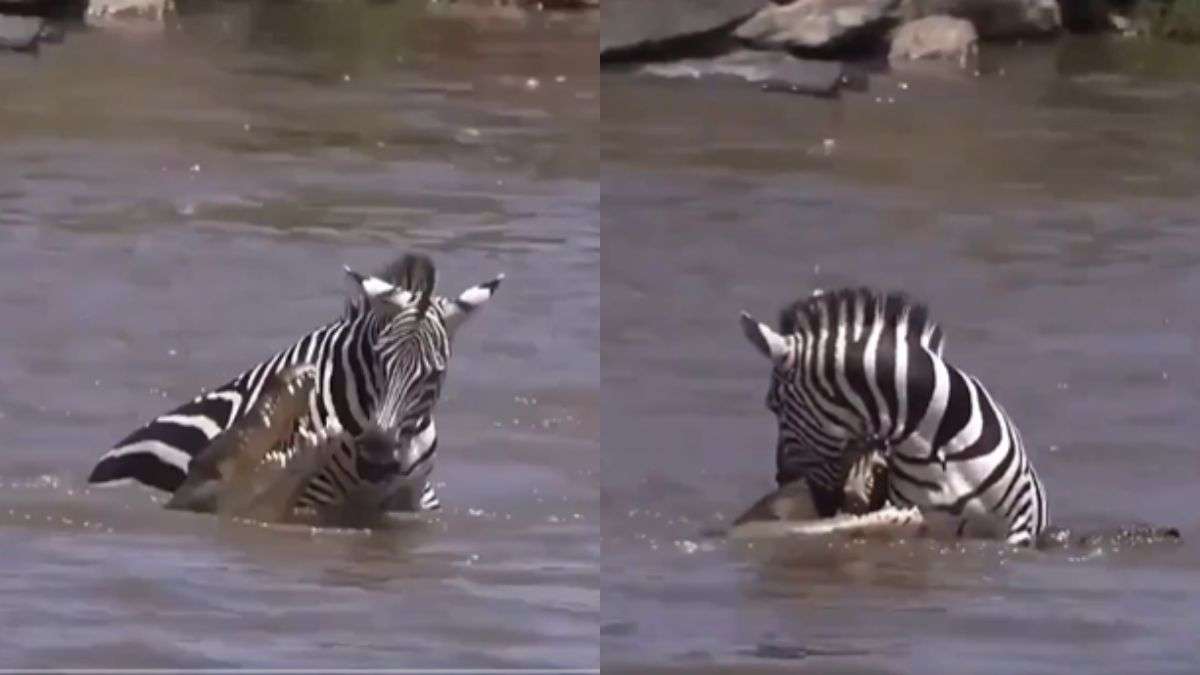 Zebra survives crocodile's lethal attack, netizens amazed; watch viral ...