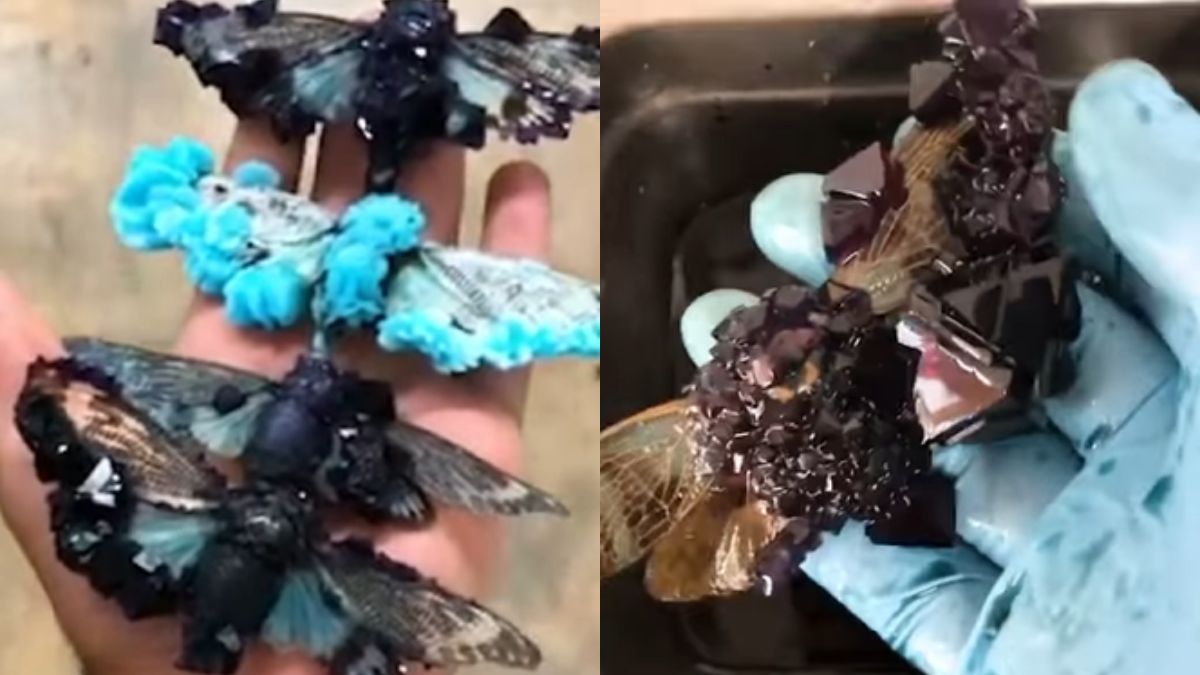 This scientist uses dead insects to create crystal art | WATCH ...
