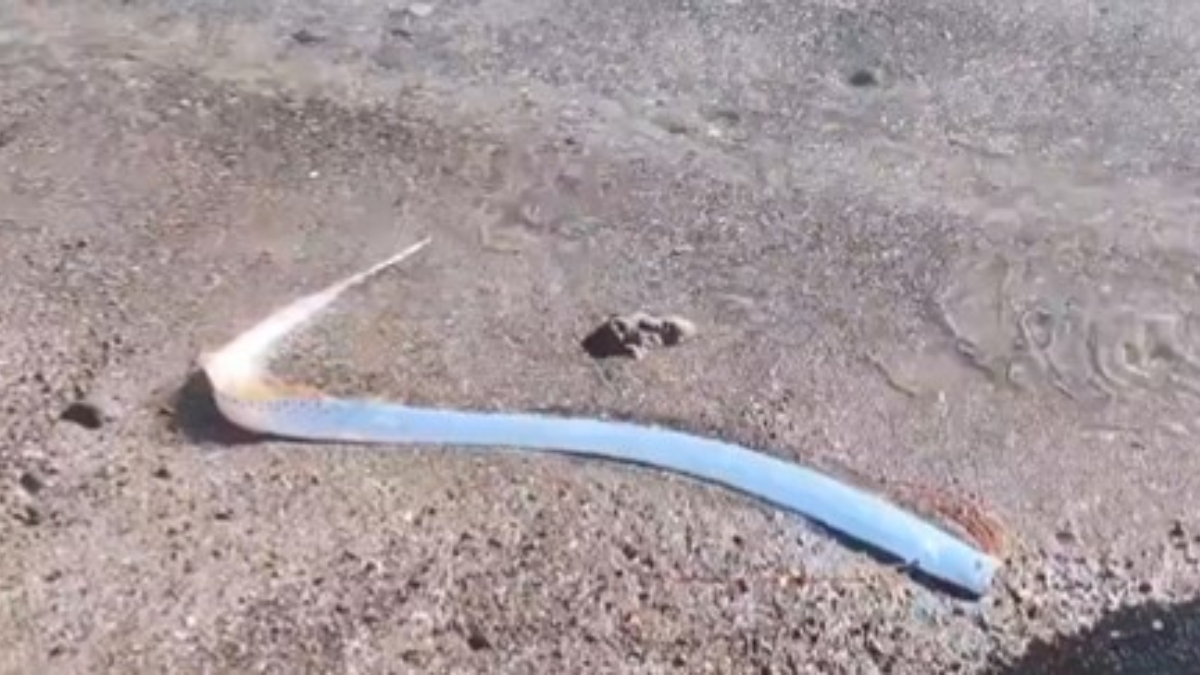 Oarfish spotted: Mysterious 'doomsday fish' appears in Mexico; will it bring disaster? Watch ...
