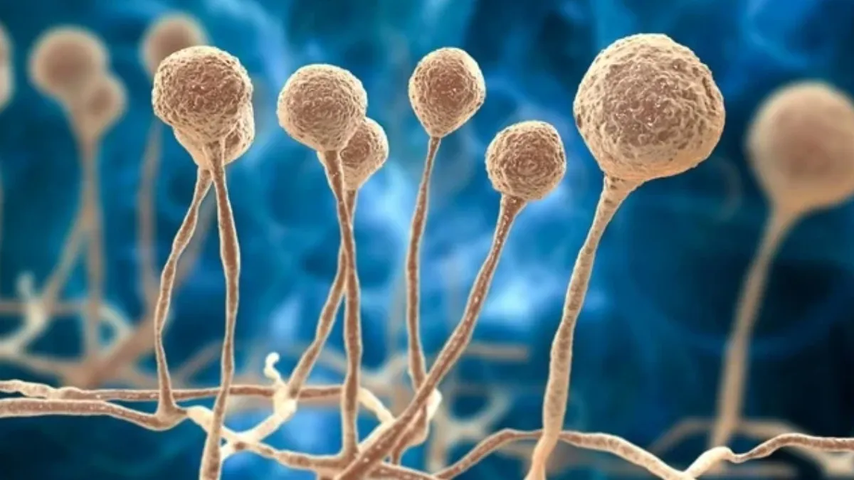 Study reveals new antibody treatment for flesh eating fungus infection ...