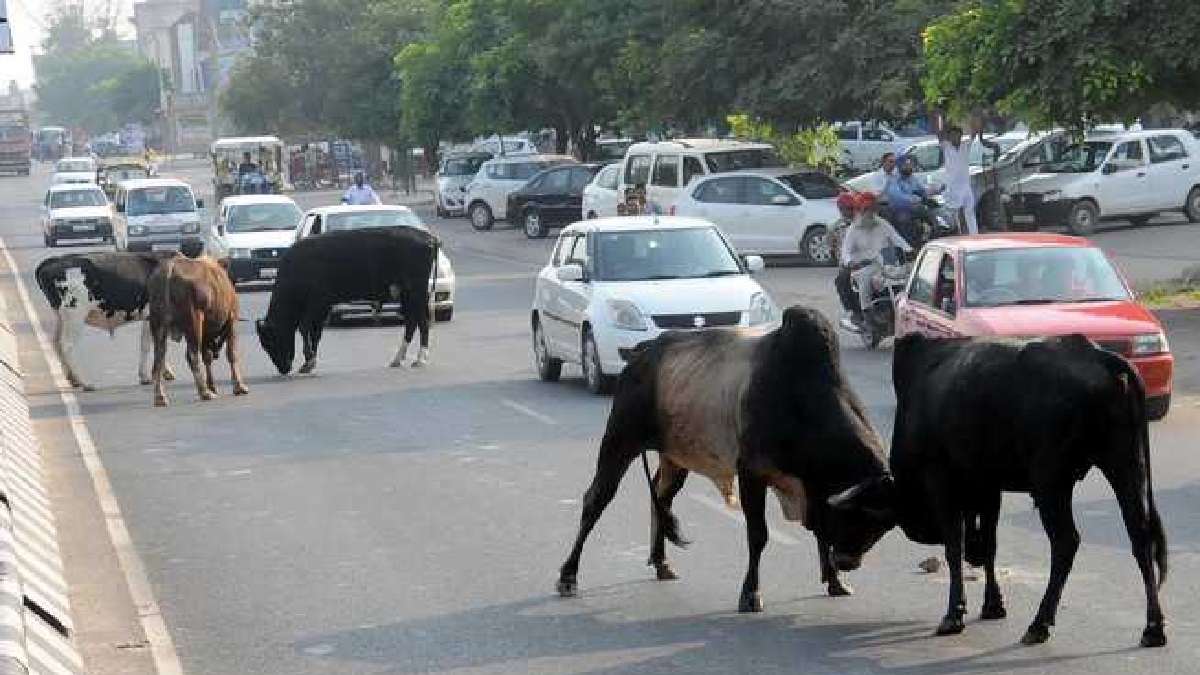 Delhi: One dead in bull attack, narrow escape for another on Alipur ...