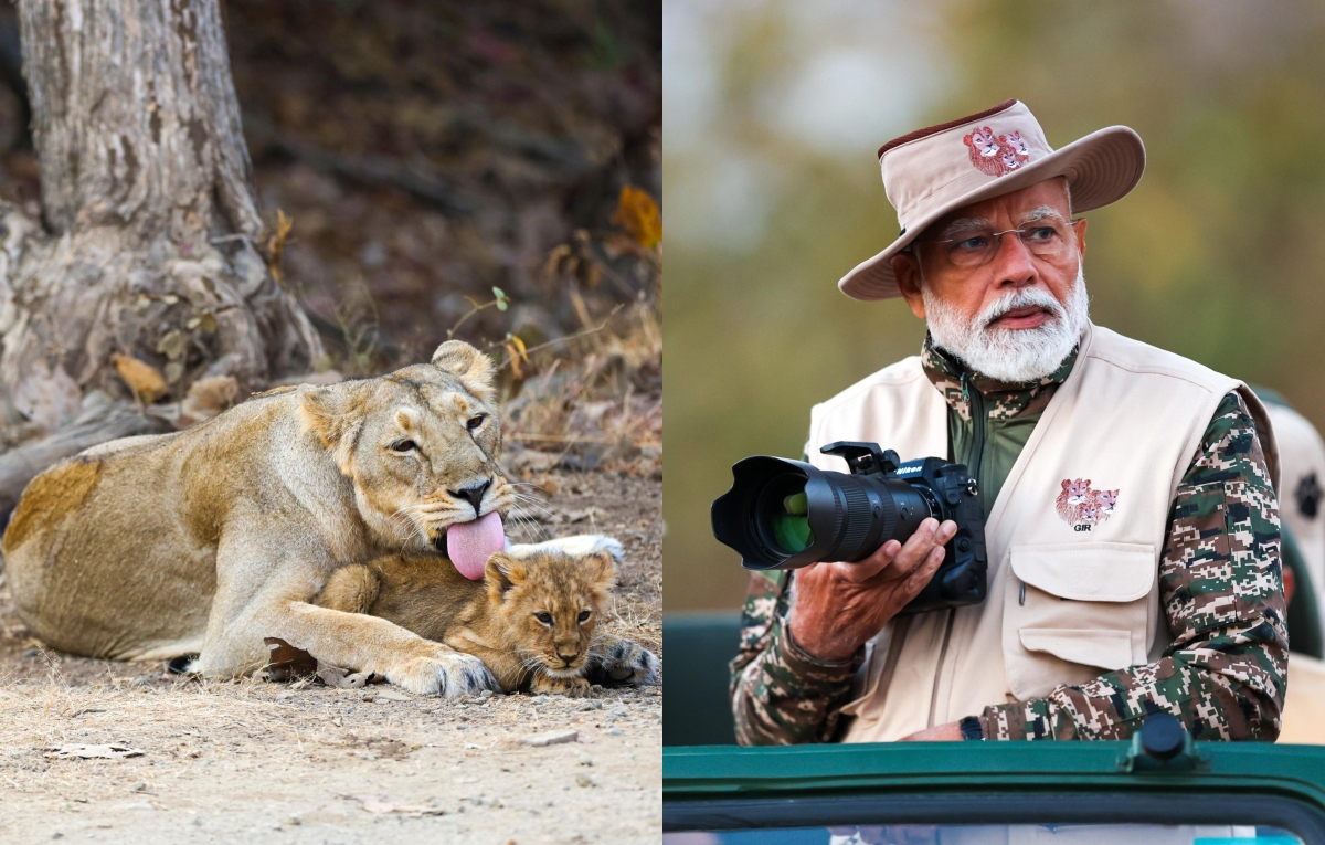 PM Modi goes on lion safari in Gujarat's Gir National Park on World ...