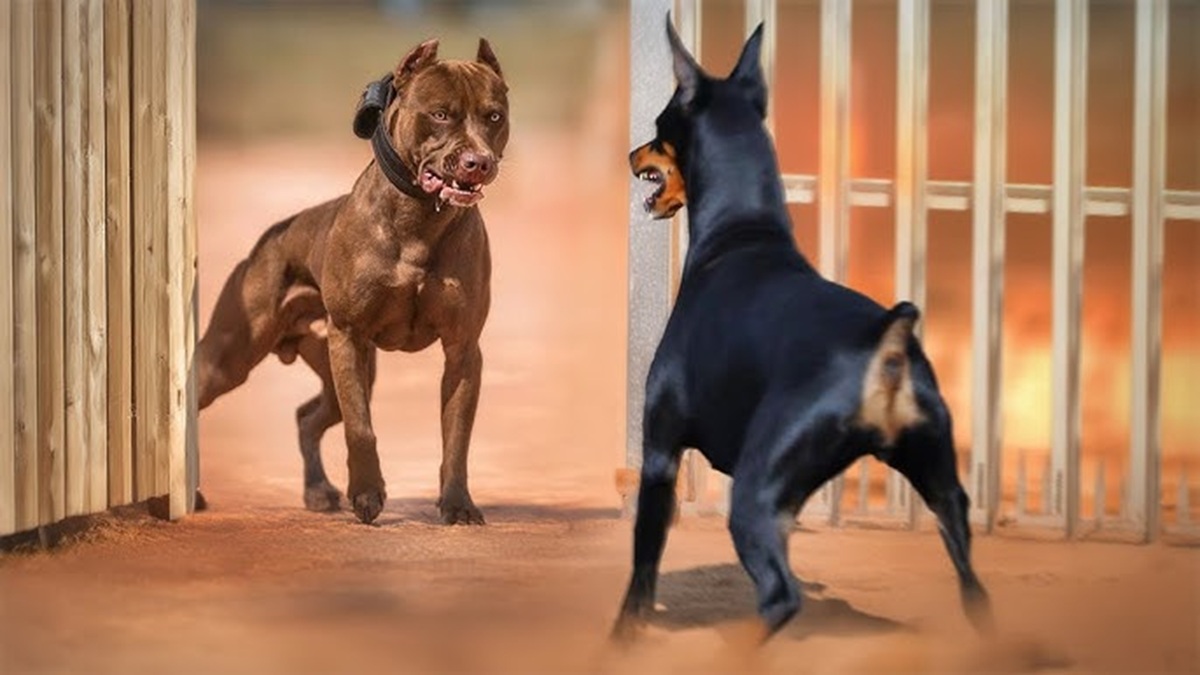 Mumbai dog attack Woman underwent nose surgery suffers multiple injuries after Pitbull Doberman ...