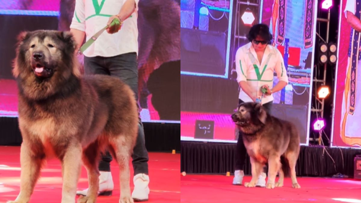 Bengaluru man spends Rs 50 crore on world's most expensive 'Wolfdog ...