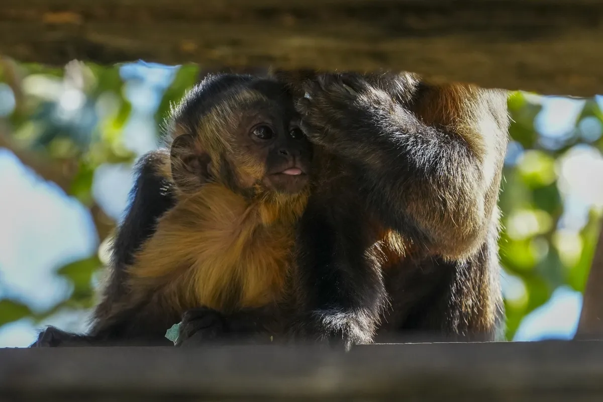 UP: Over two dozen monkeys shot dead with air gun in Mathura, accused ...