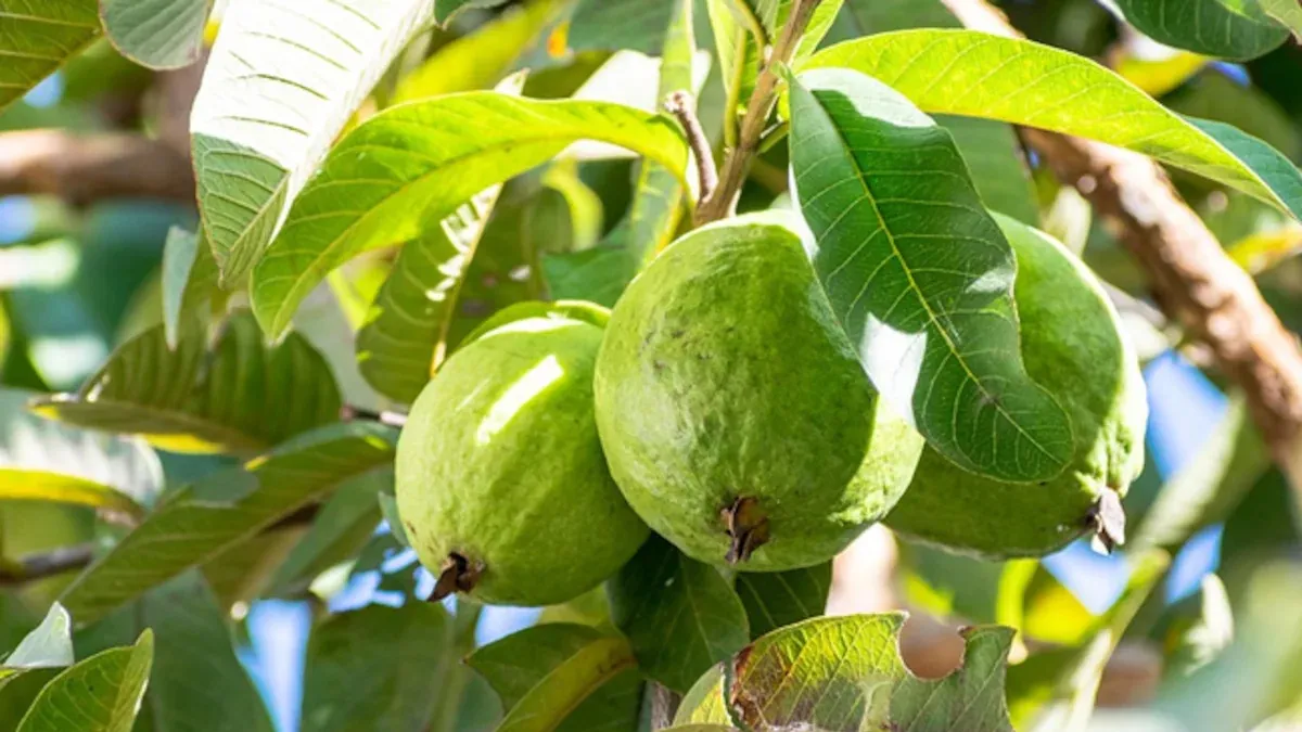 Guava leaves are hidden treasure of health; know benefits and right way ...