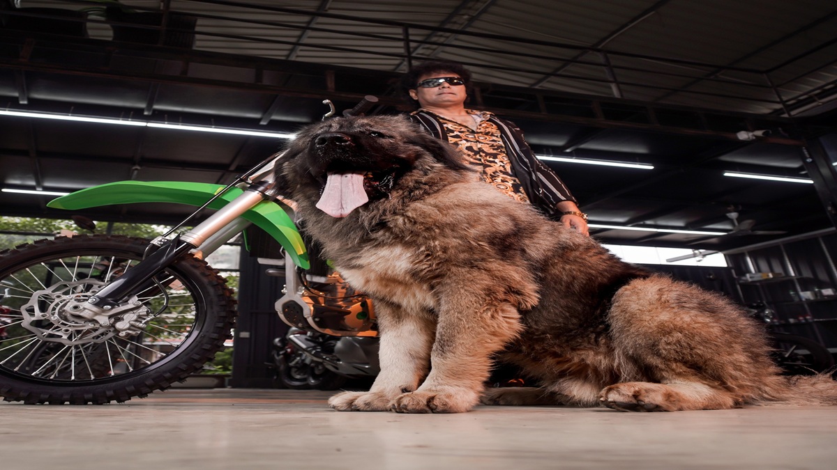 ED raids Bengaluru man after his claim of buying costliest wolfdog for ...