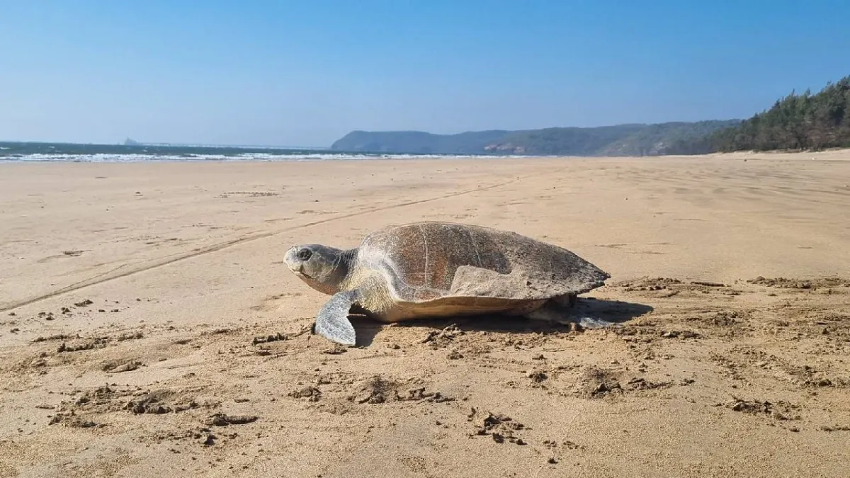 Olive Ridley turtle's 3,500 km sea voyage from Odisha to Konkan coast ...
