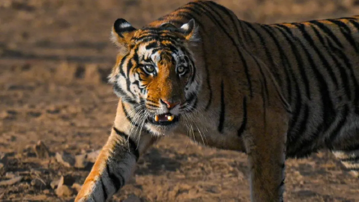 Assam: Armed mob slaughters tiger over "maneater" suspicion, teeth ...