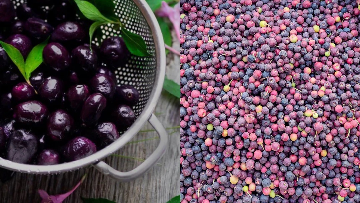Jamun vs Phalsa: Which Indian berry is the better choice to have during ...