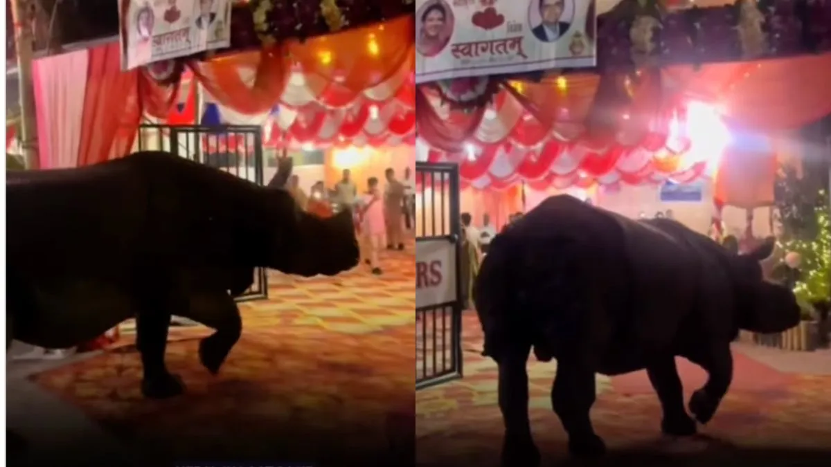 WATCH: Rhino crashes wedding, leaves guests stunned and the internet ...