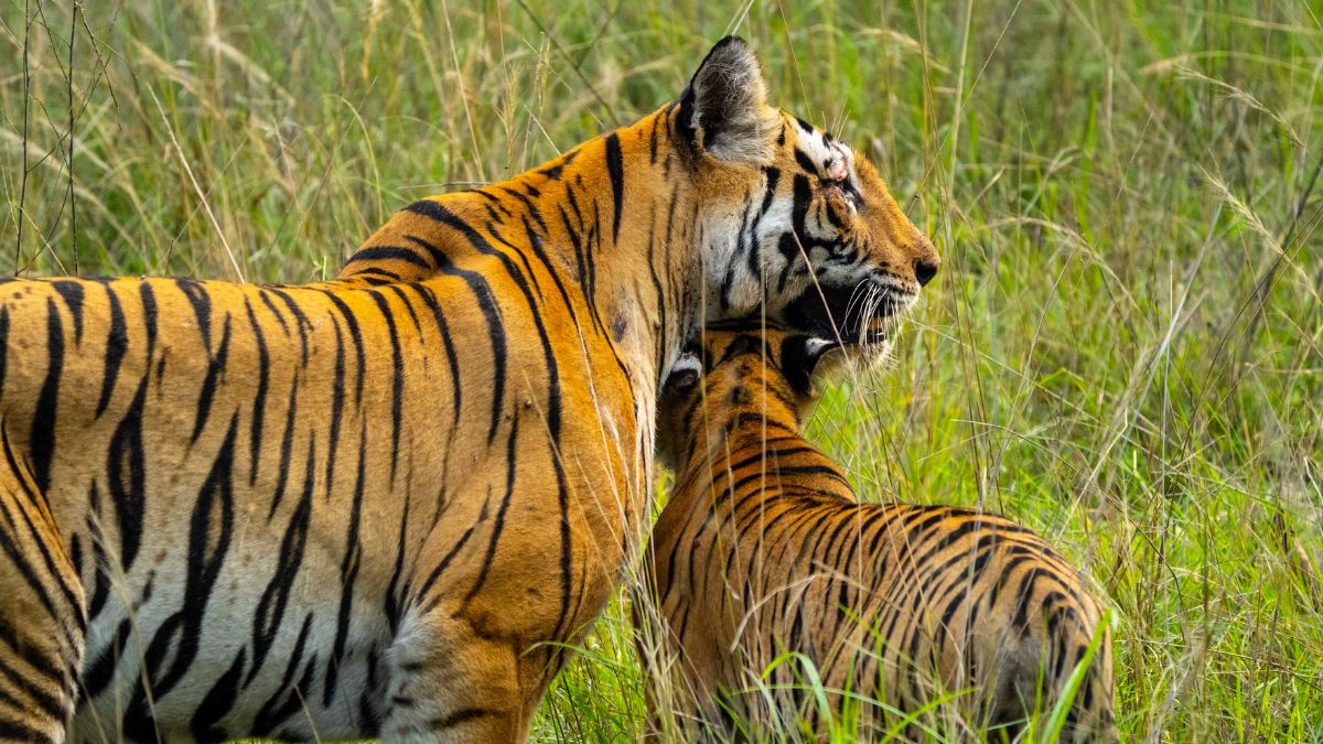Five tigers found dead in Karnataka's MM Hills Sanctuary, poisoning ...