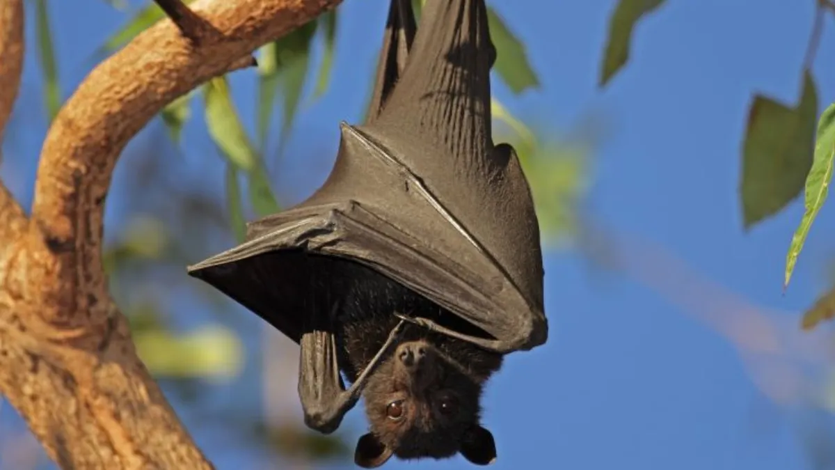 Scientists sound alarm over newly discovered brain-inflaming bat ...