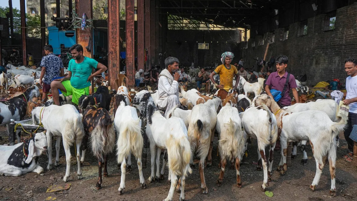 Rajasthani goat exports witness significant surge to UAE ahead of ...