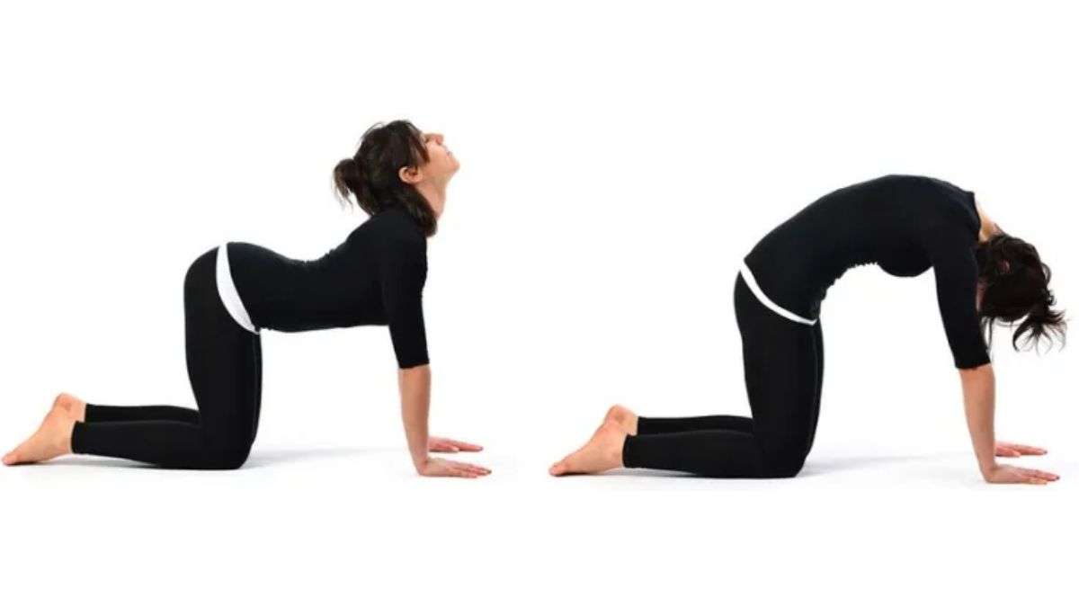 High plank to cat-cow pose: Best exercises you can do at home to ...