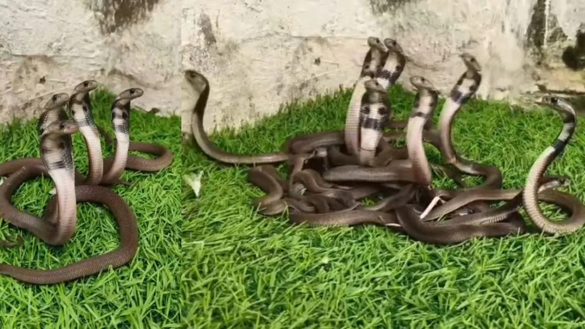 Cobra family spotted in Udaipur hotel garden, 18 snakelets rescued ...