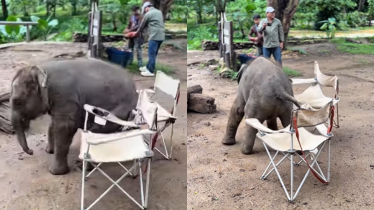 Video of baby elephant trying to sit on a chair goes viral, internet ...