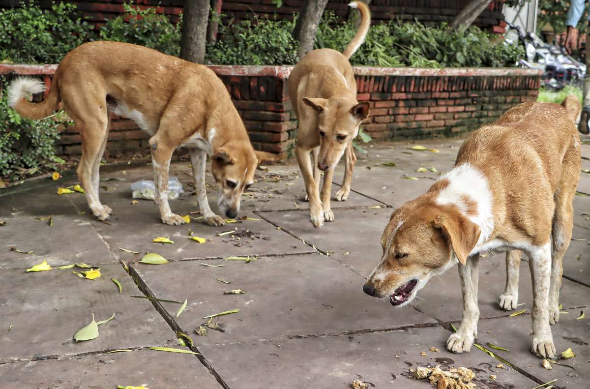 Supreme Court shifts Delhi-NCR stray dogs matter to 3-judge bench ...
