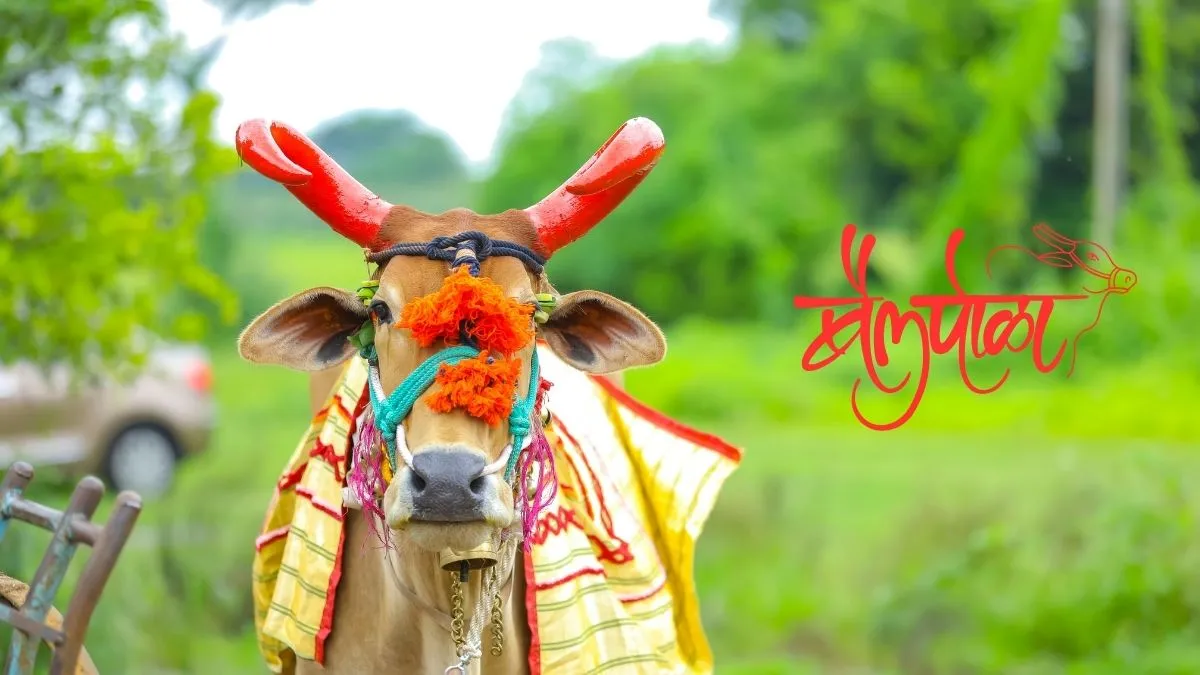 Bail Pola 2025 WhatsApp status videos: Celebrate and share today ...