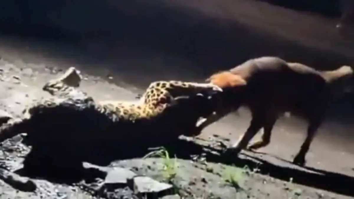 Stray dog defeats Leopard in Nashik, drags it for 300 meters in viral ...