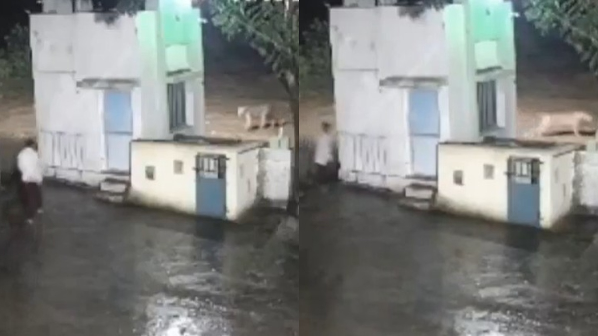 Caught on camera: Man and lion spook each other outside Gujarat cement ...