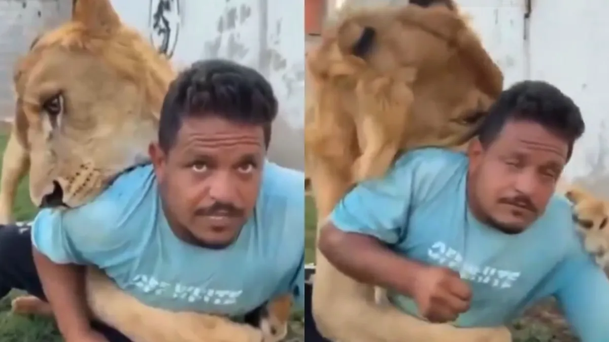 Libyan farm owner sets off pet lion on worker in scary prank, arrested ...