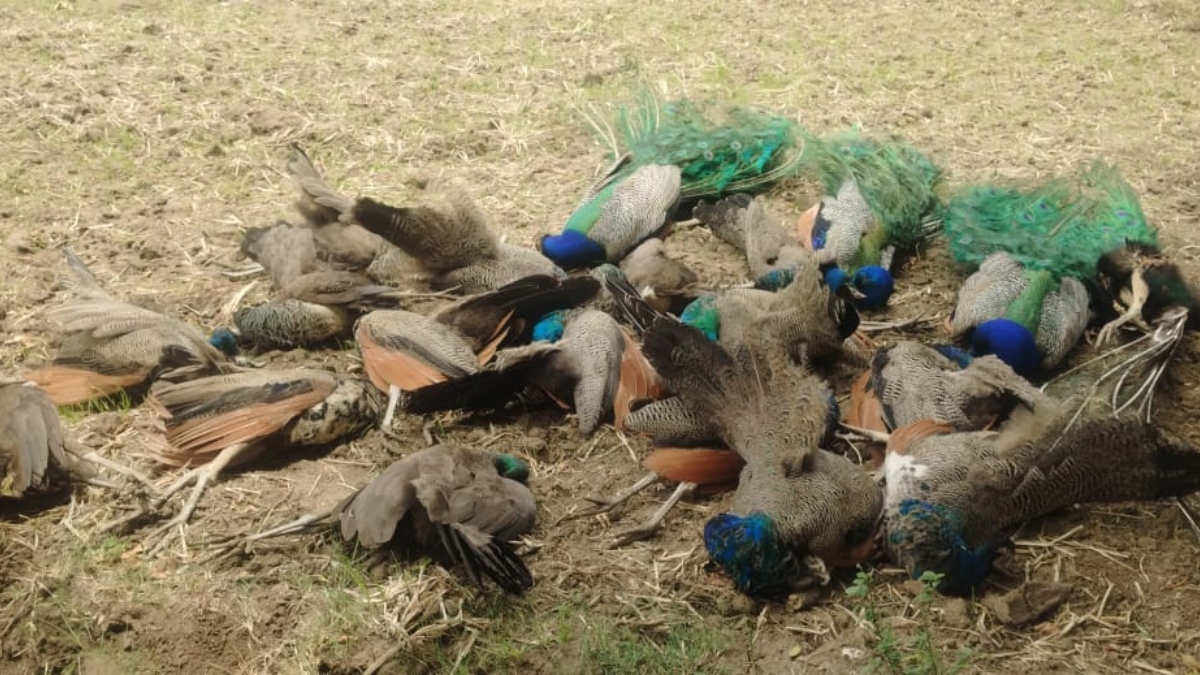 Karnataka: Mysterious death of 19 peacocks in Hanumanthapura raises ...