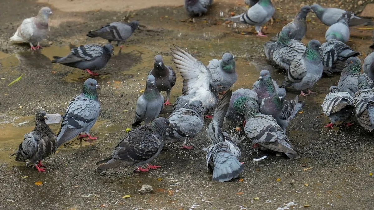 Mumbai: Marathi, Jain groups face off over feeding pigeons at Dadar ...