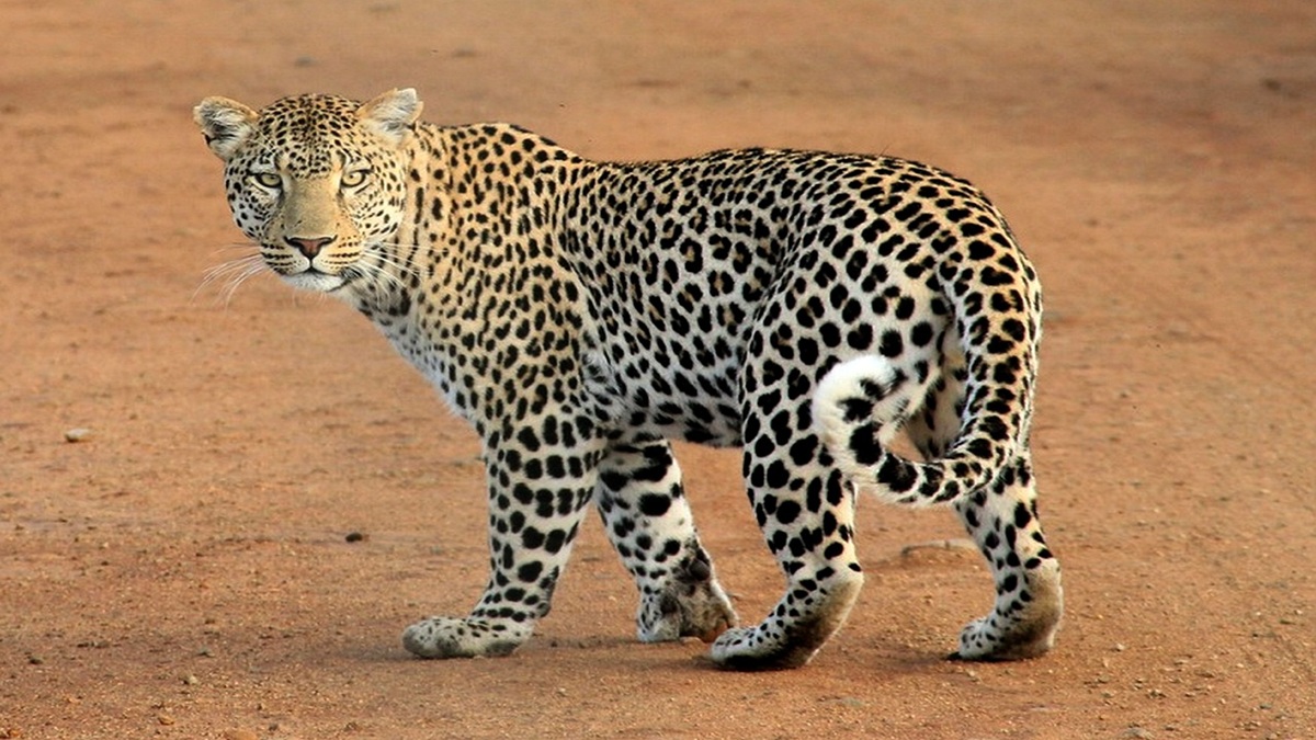 Leopard scare forces school closure for 10 days and shift to online ...