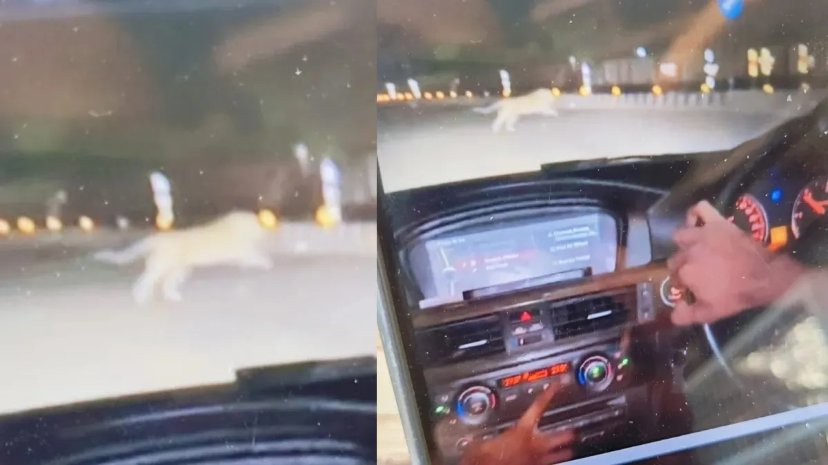 Leopard sighting sparks panic in Lucknow, people advised not to venture ...