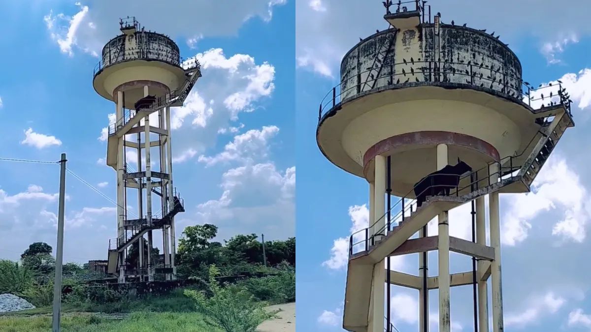 Bull climbs 60-foot water tank in Rajasthan's Ajmer | Watch viral video ...