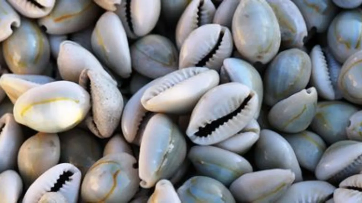 Diwali 2025 cowrie shells | Why to buy cowrie shells on Diwali and ...