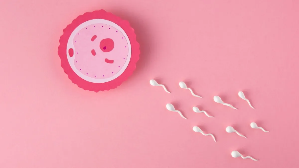 Male fertility drops faster with age | New studies on sperm vs egg ...