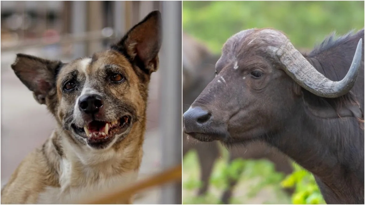 After eating curd from buffalo that died due to dog bite, nearly 200 UP ...
