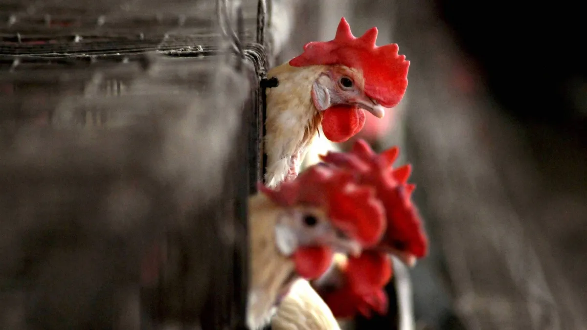 Bird flu outbreak in Kerala: Causes, risks, symptoms, treatment and ...