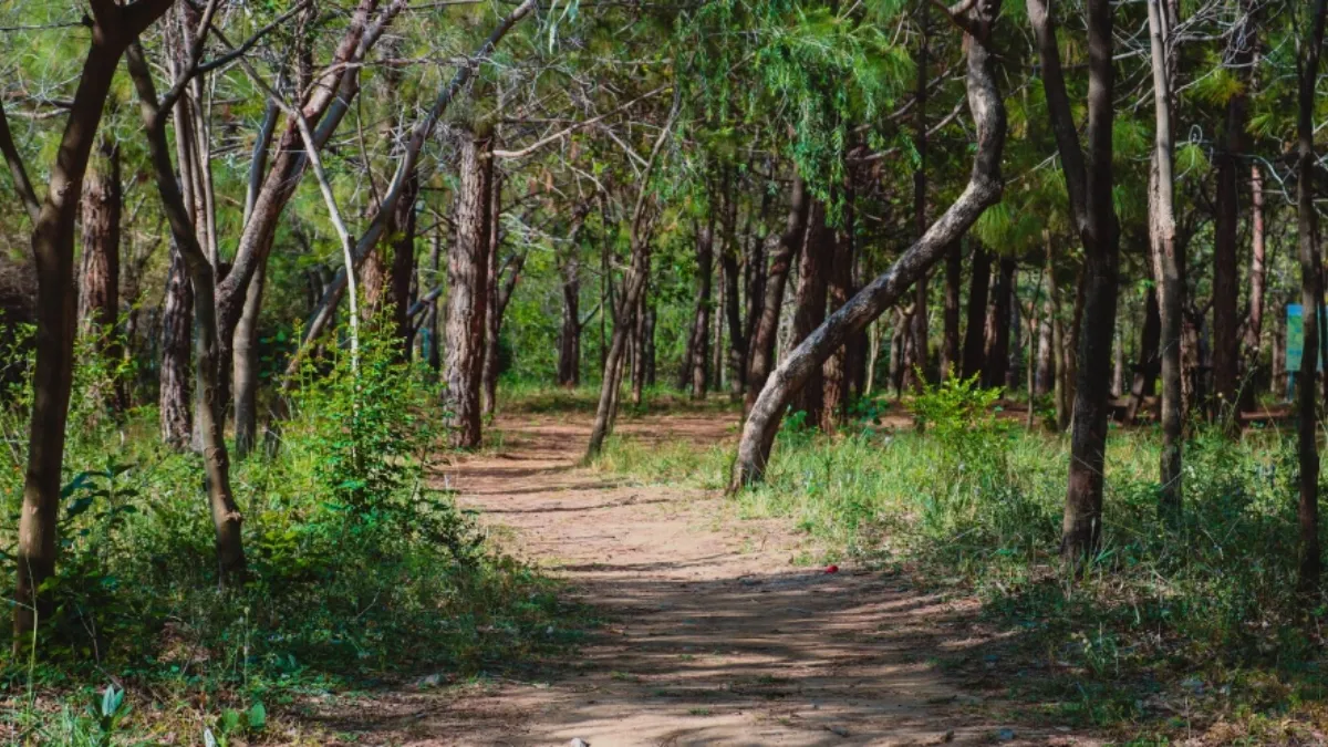 From scrap to sanctuary: Noida unveils its waste-to-wildlife 'jungle ...