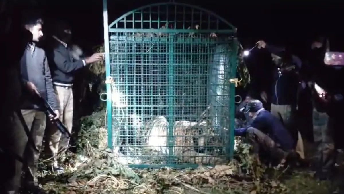 Kerala: Maneater tiger that killed 65-year-old woman in Wayanad ...