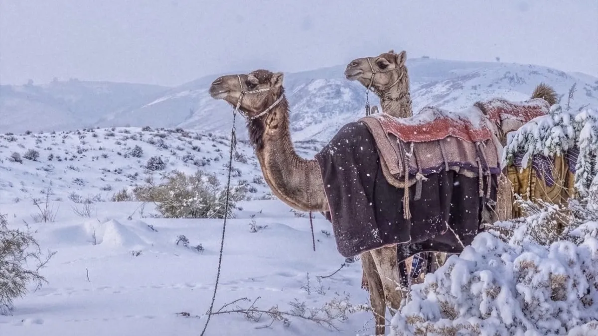 Saudi Arabia witnesses rare snowfall after 30 years; desert turns white ...